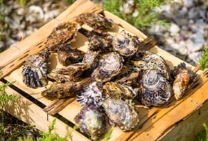 Ten unmissables of Vendean cuisine