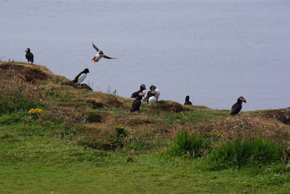 Hebrides (Inner) Travel Information and Guide | Bradt Guides