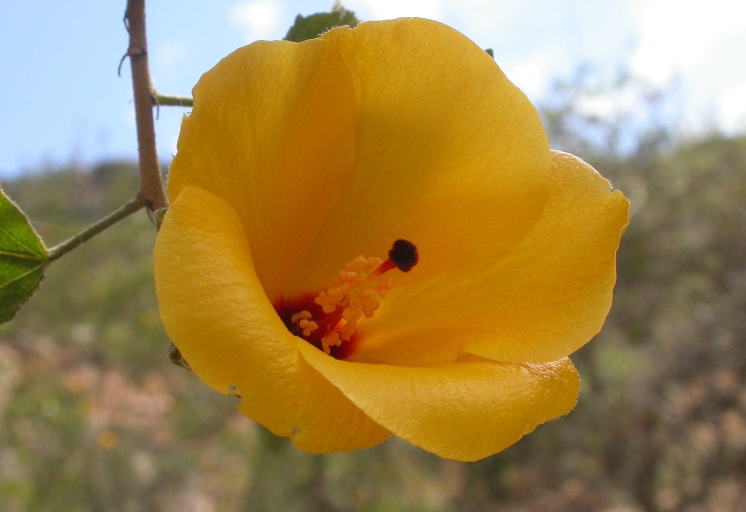 Dragon's blood and flowering bottles: Socotra's magnificent plants