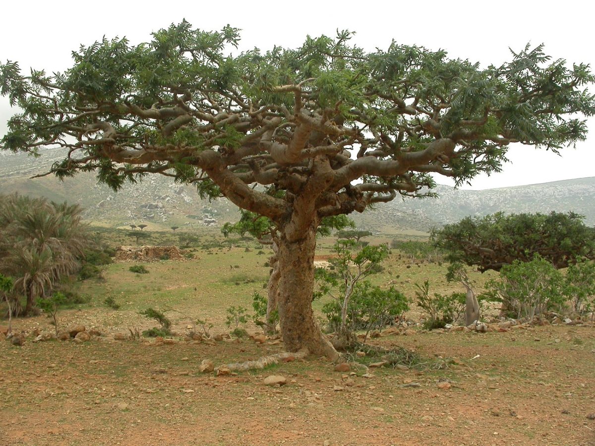 Dragon's blood and flowering bottles: Socotra's magnificent plants