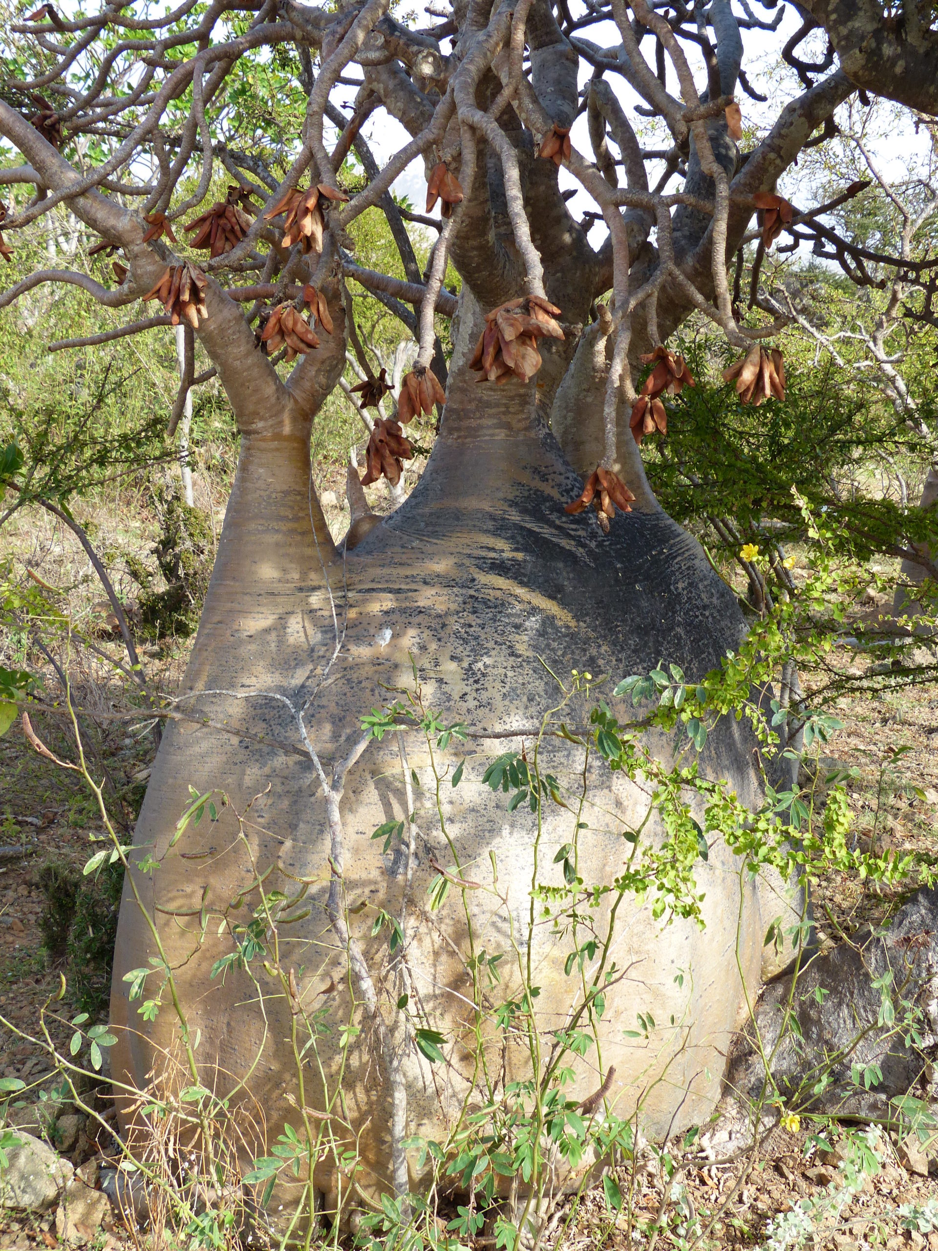 Dragon's blood and flowering bottles: Socotra's magnificent plants