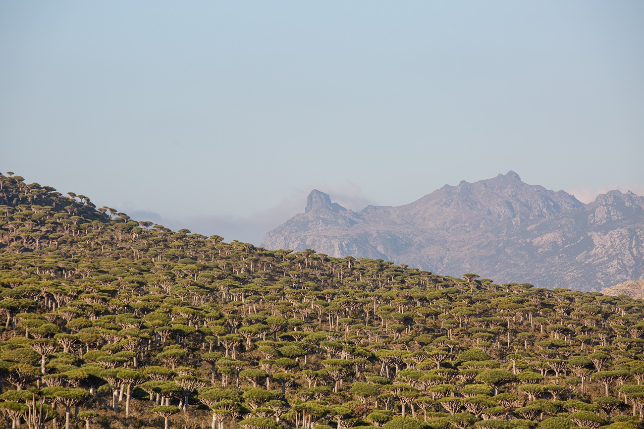 Dragon's blood and flowering bottles: Socotra's magnificent plants