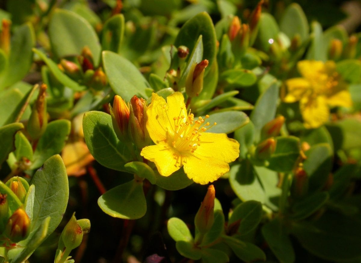 Dragon's blood and flowering bottles: Socotra's magnificent plants