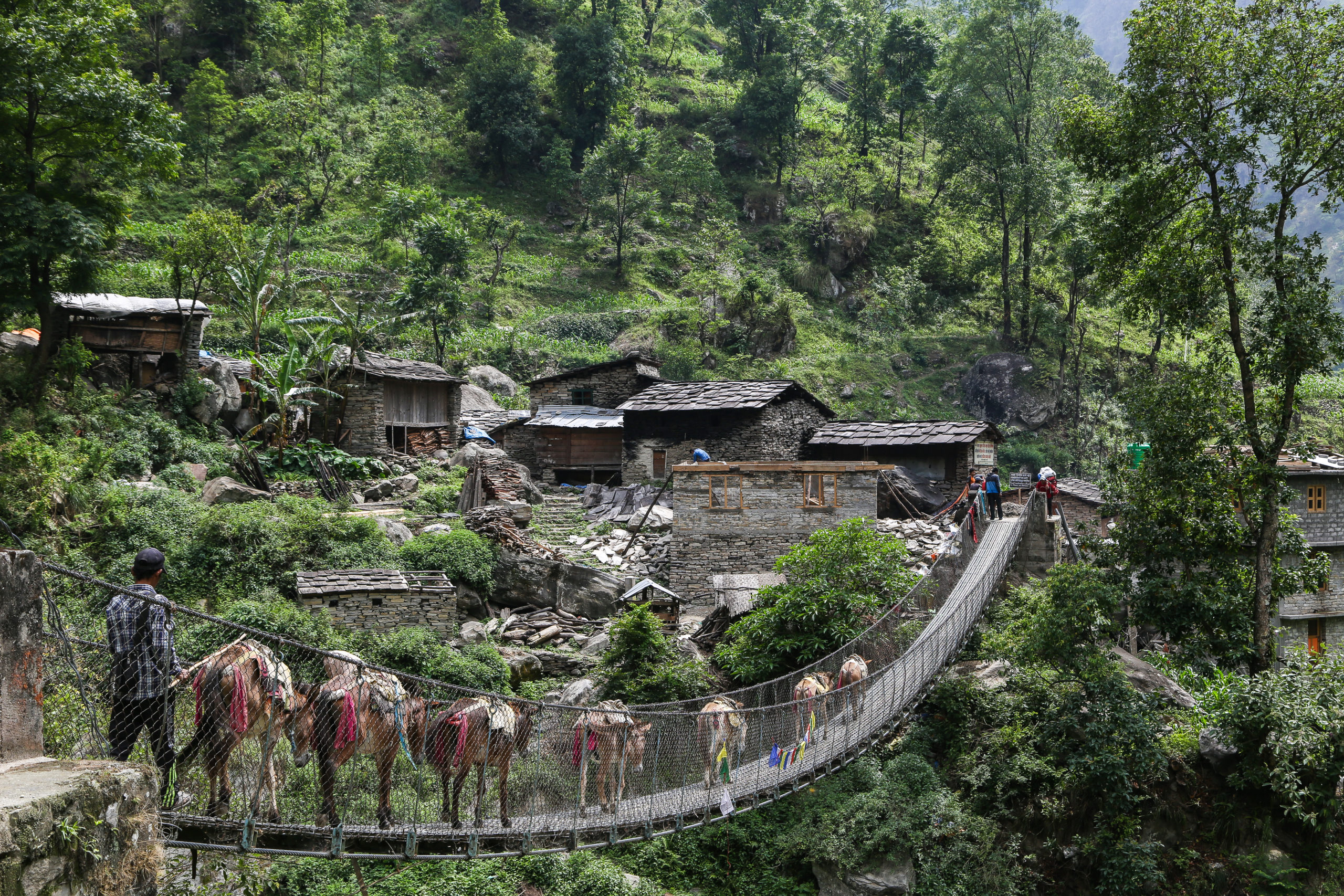 Yarsagumba: the magical Himalayan caterpillar-fungus