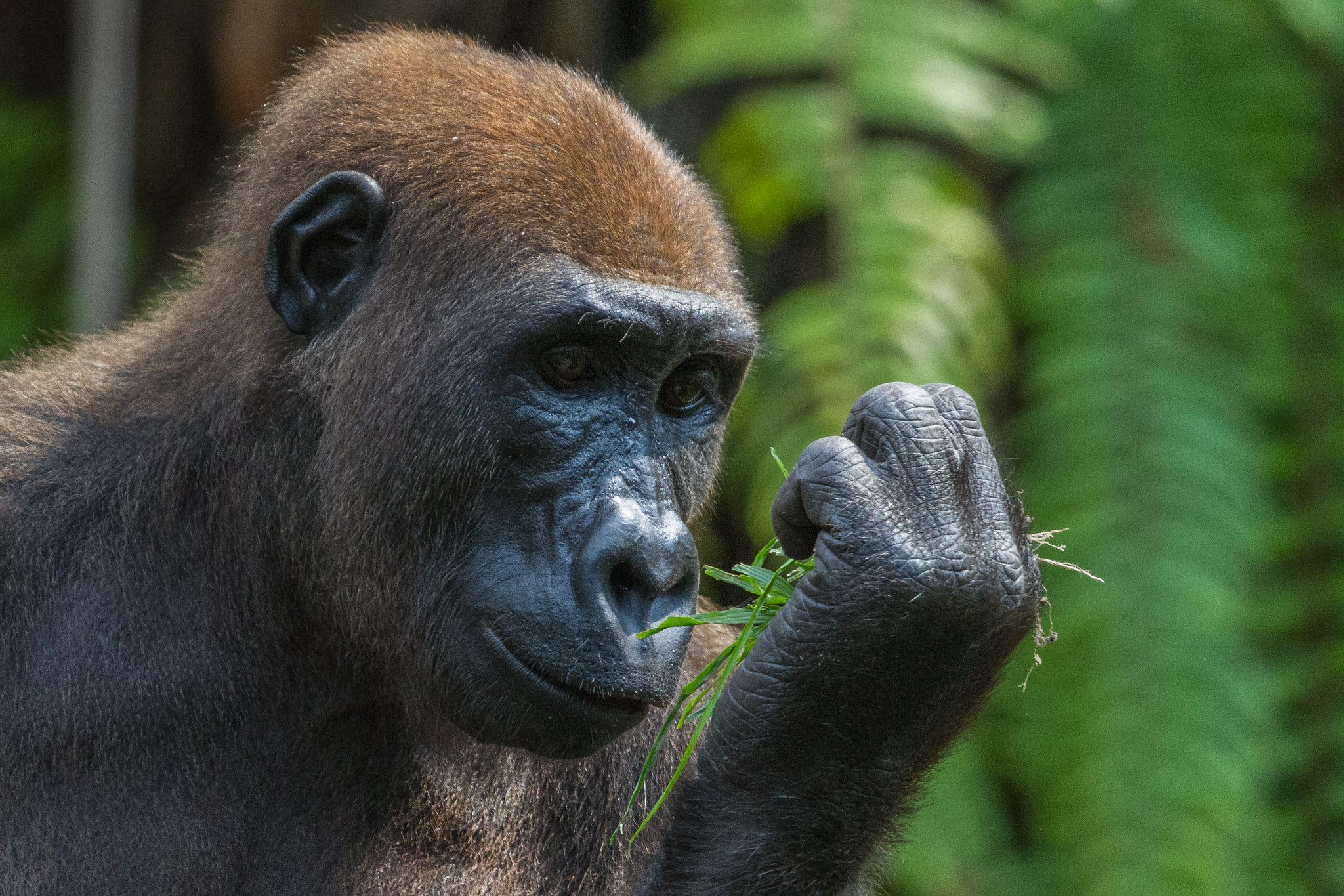 Gabon Travel Information and Guide | Bradt Guides