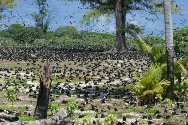 Giant tortoises, endemic palms and birds galore: the best of the Seychelles