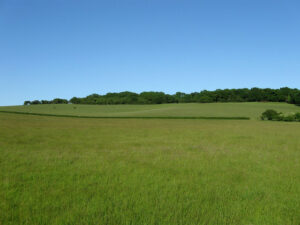 The spookiest woods in Britain | Bradt Guides