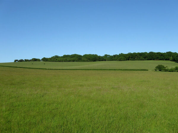 The spookiest woods in Britain | Bradt Guides