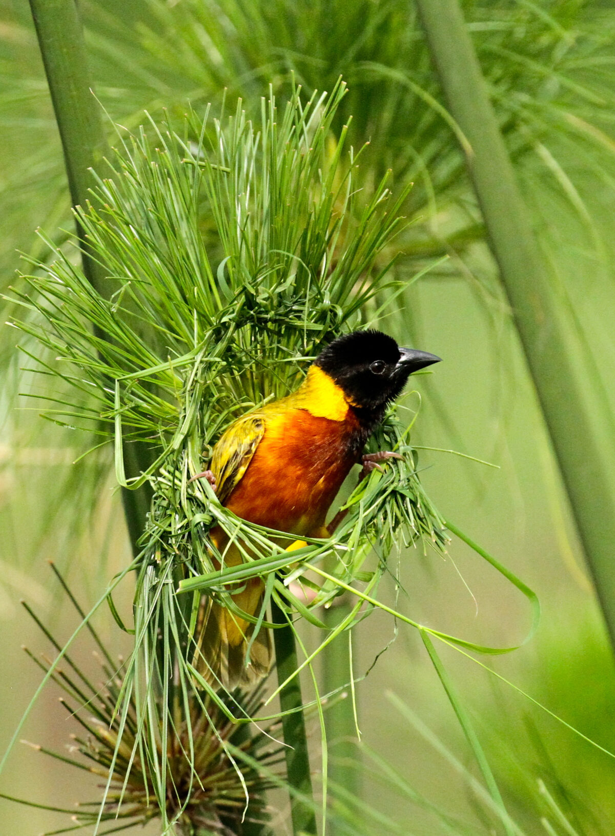 Photographing birds: A traveller's guide
