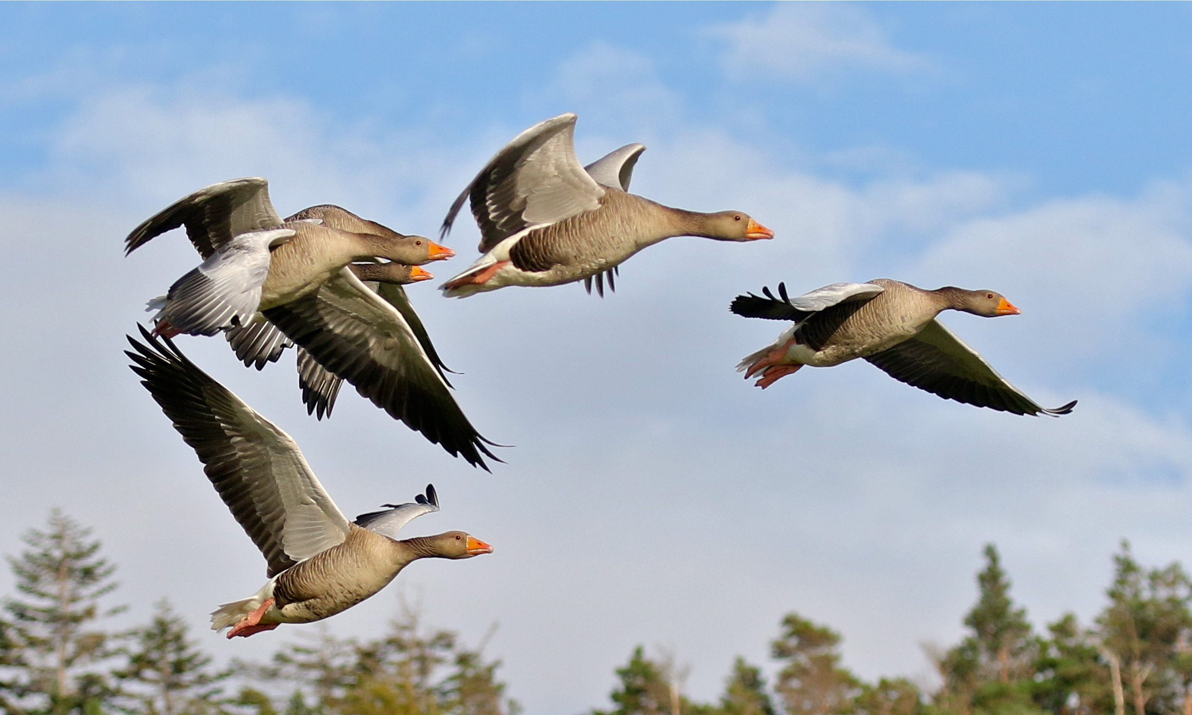Photographing birds: A traveller's guide
