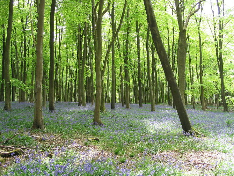 The spookiest woods in Britain | Bradt Guides
