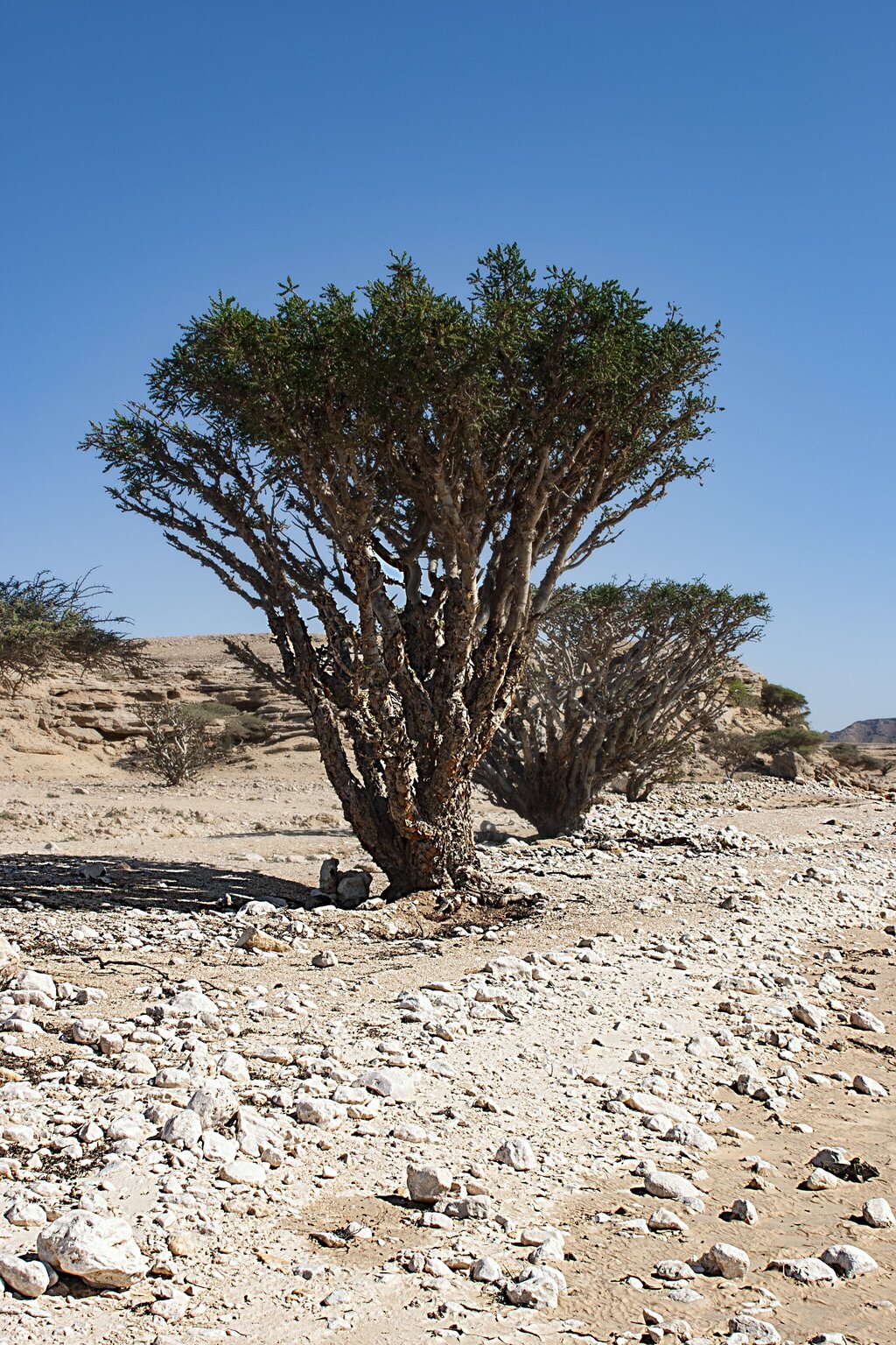 The real Garden of Eden: Oman's Dhofar Mountains