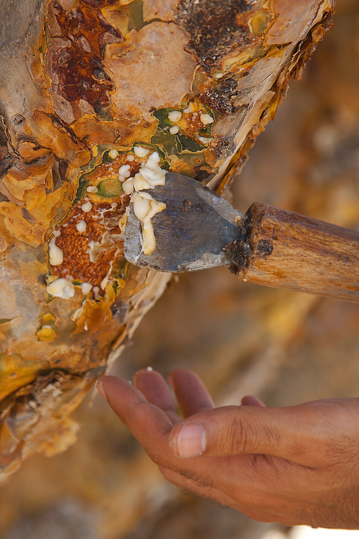 The real Garden of Eden: Oman's Dhofar Mountains