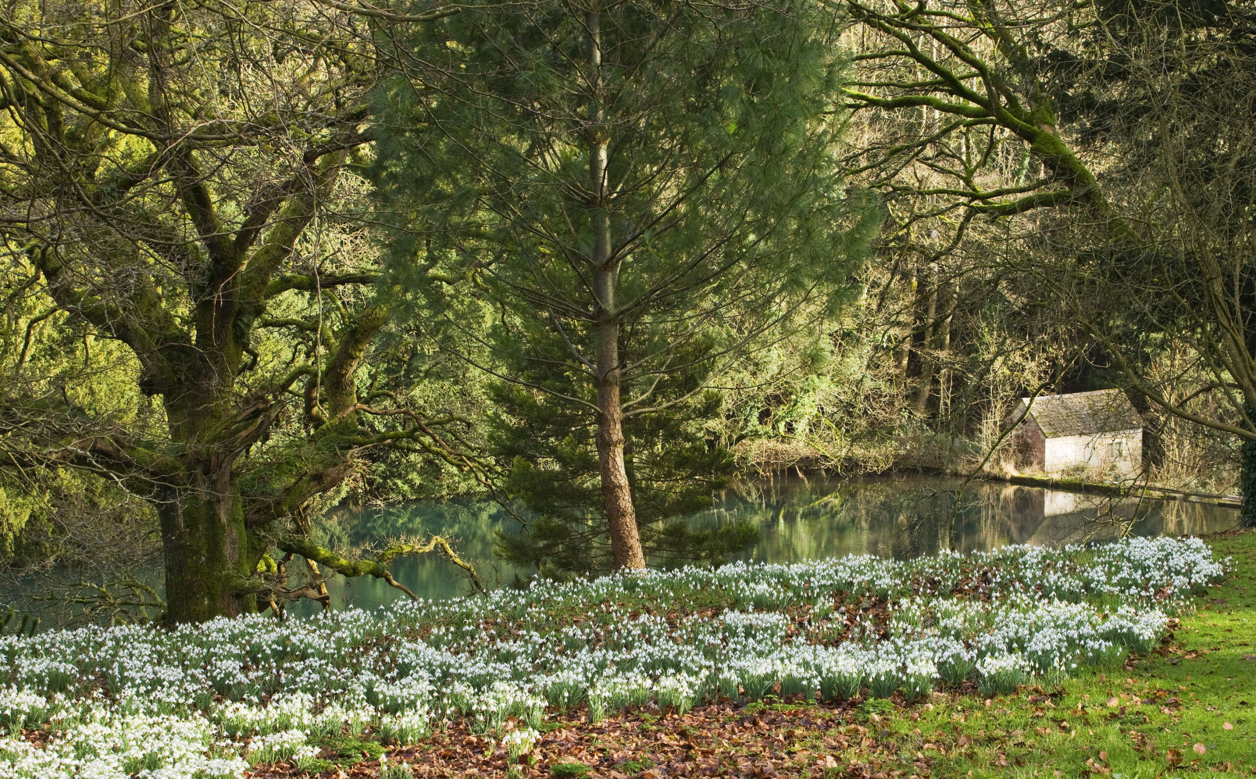 Locating nature's pearl: where to find snowdrops in Britain
