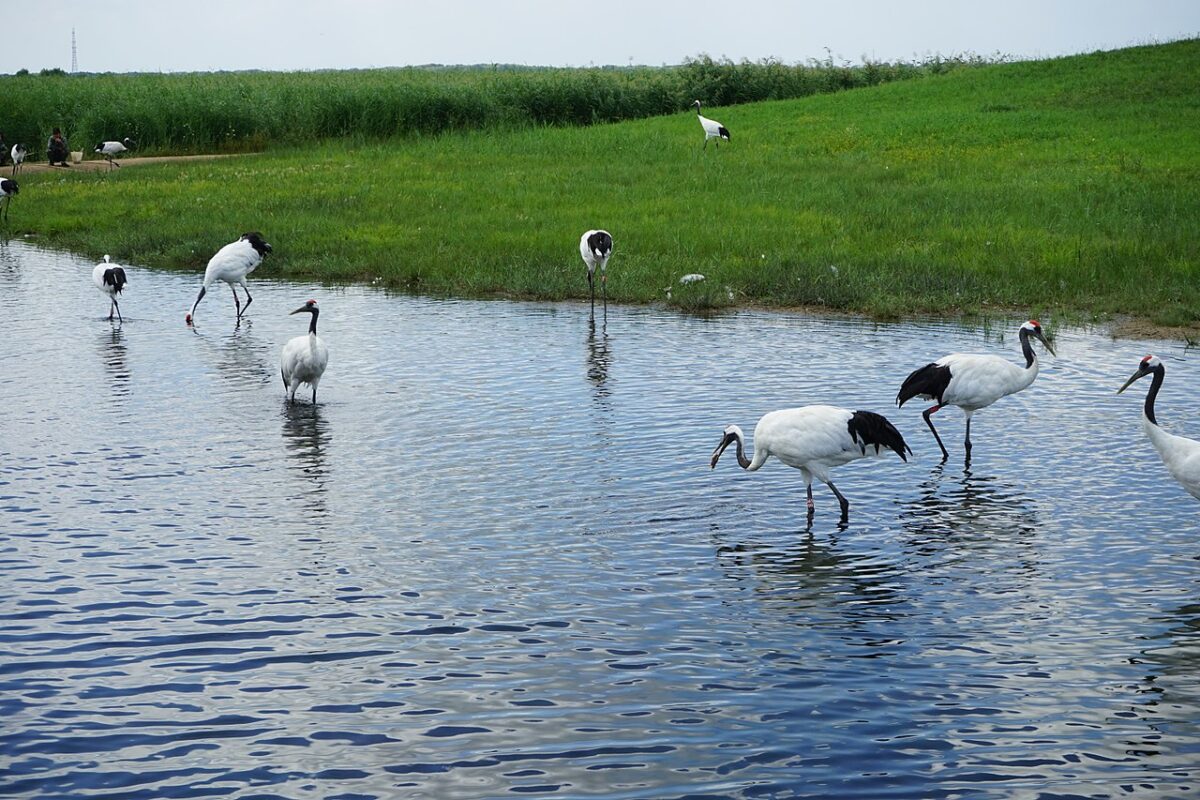 Conservation on the mind: the best wildlife reserves in China