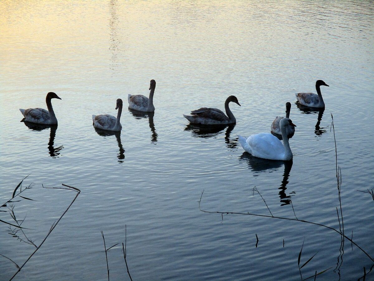 Where to find the best birdwatching in Serbia | Bradt Guides