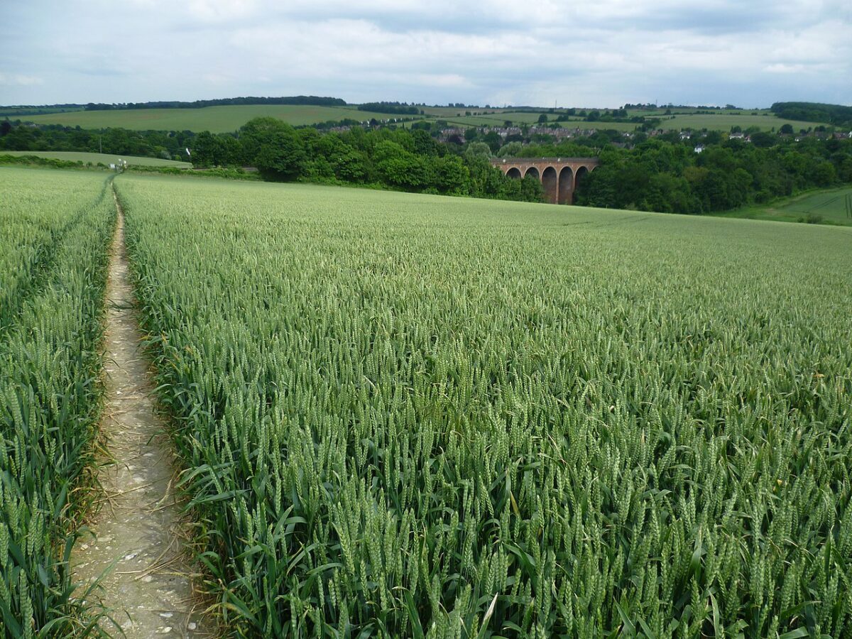 Nature galore: Kent's wild places | Bradt Guides