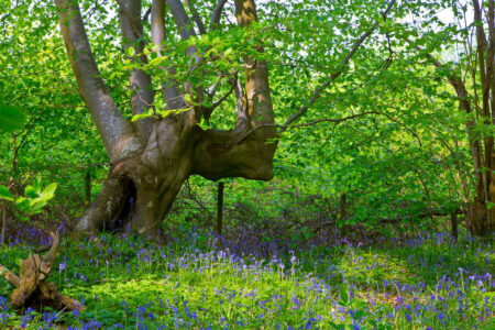 Nature galore: Kent's wild places | Bradt Guides