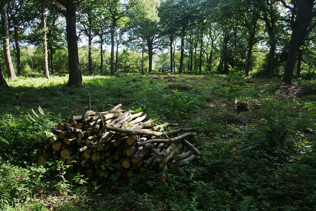 Into the unknown: British woods and forests to get lost in