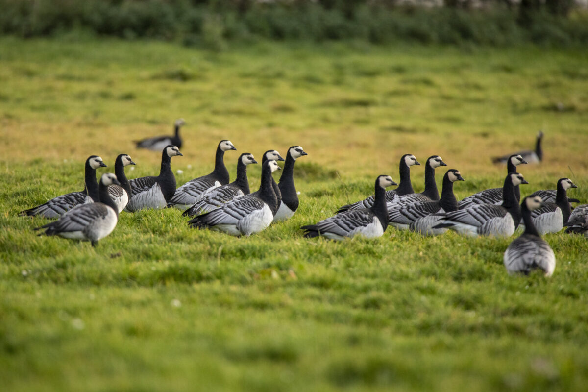 A winter goose chase: wildlife on the Solway Firth | Bradt Guides