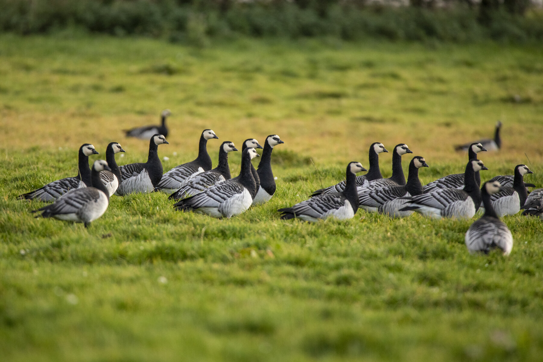 A winter goose chase: wildlife on the Solway Firth | Bradt Guides