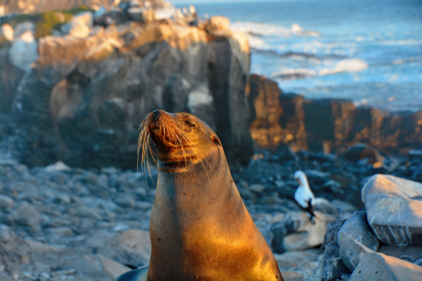 Scuba Diving in the Galapagos: What You Need to Know