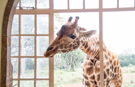 The 10 Best Safaris in Africa