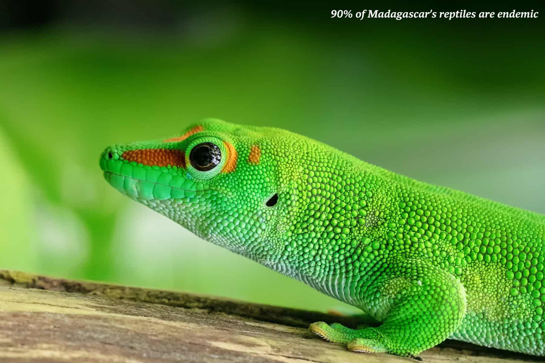 The best reasons to visit Madagascar