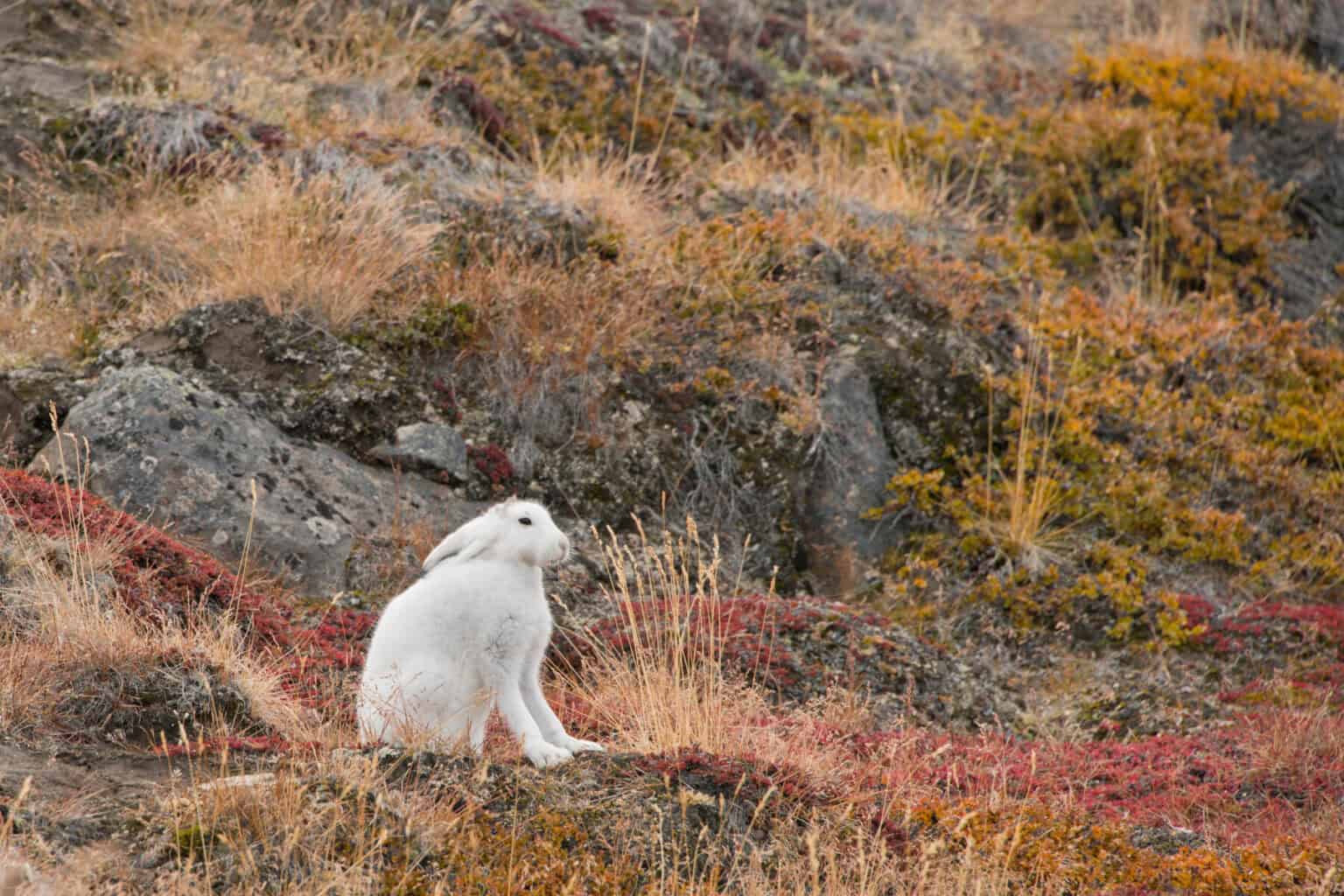 What you need to know about wildlife in Greenland
