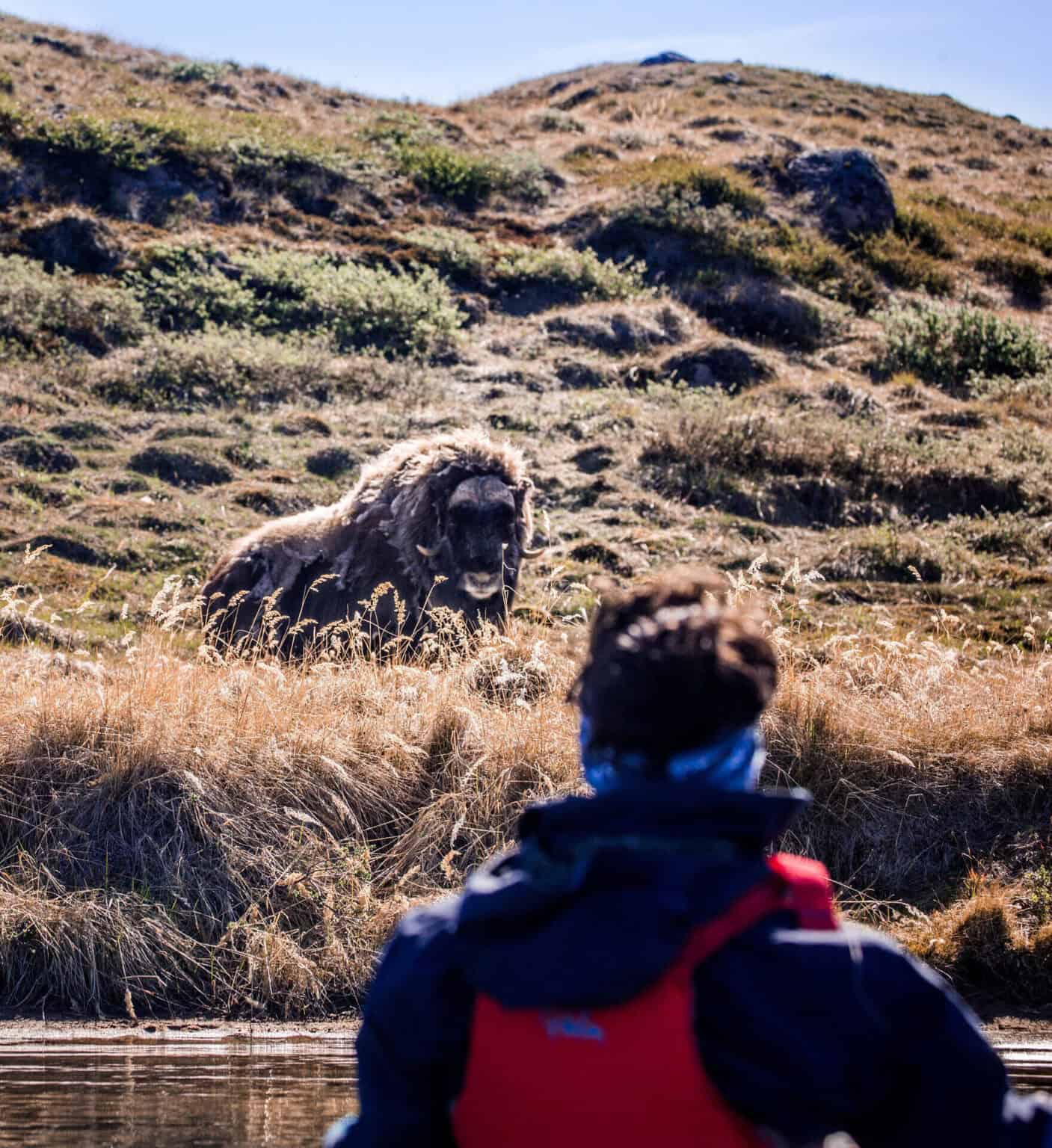 What you need to know about wildlife in Greenland