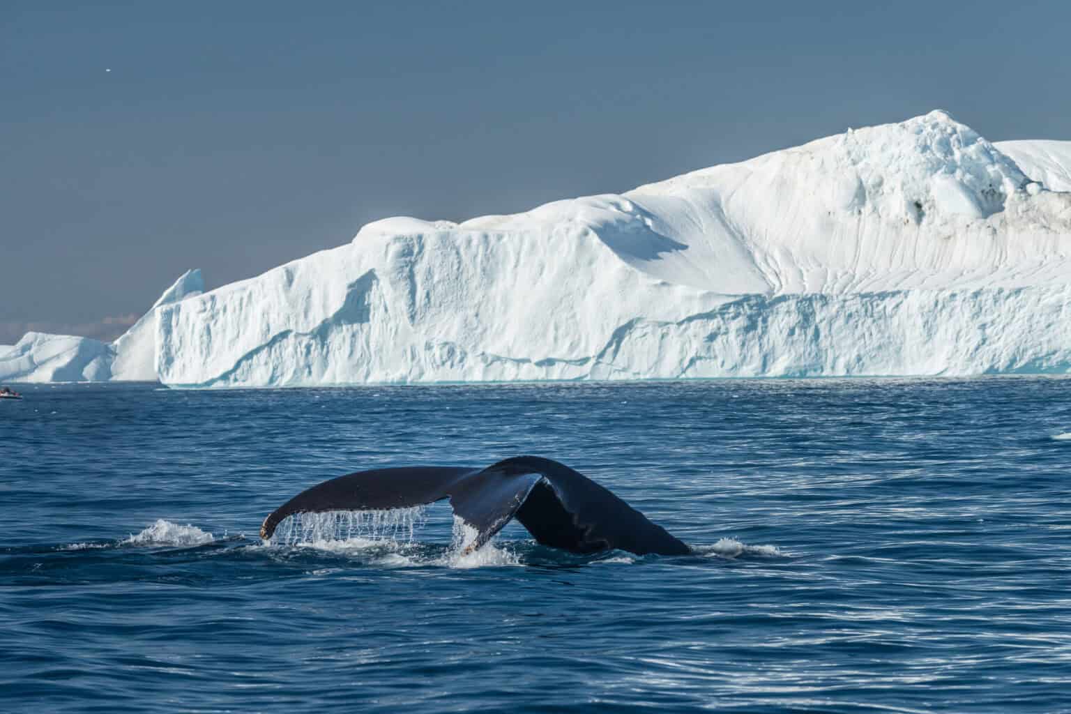 What you need to know about wildlife in Greenland