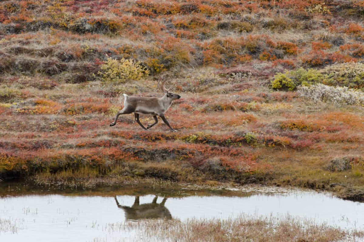 What you need to know about wildlife in Greenland