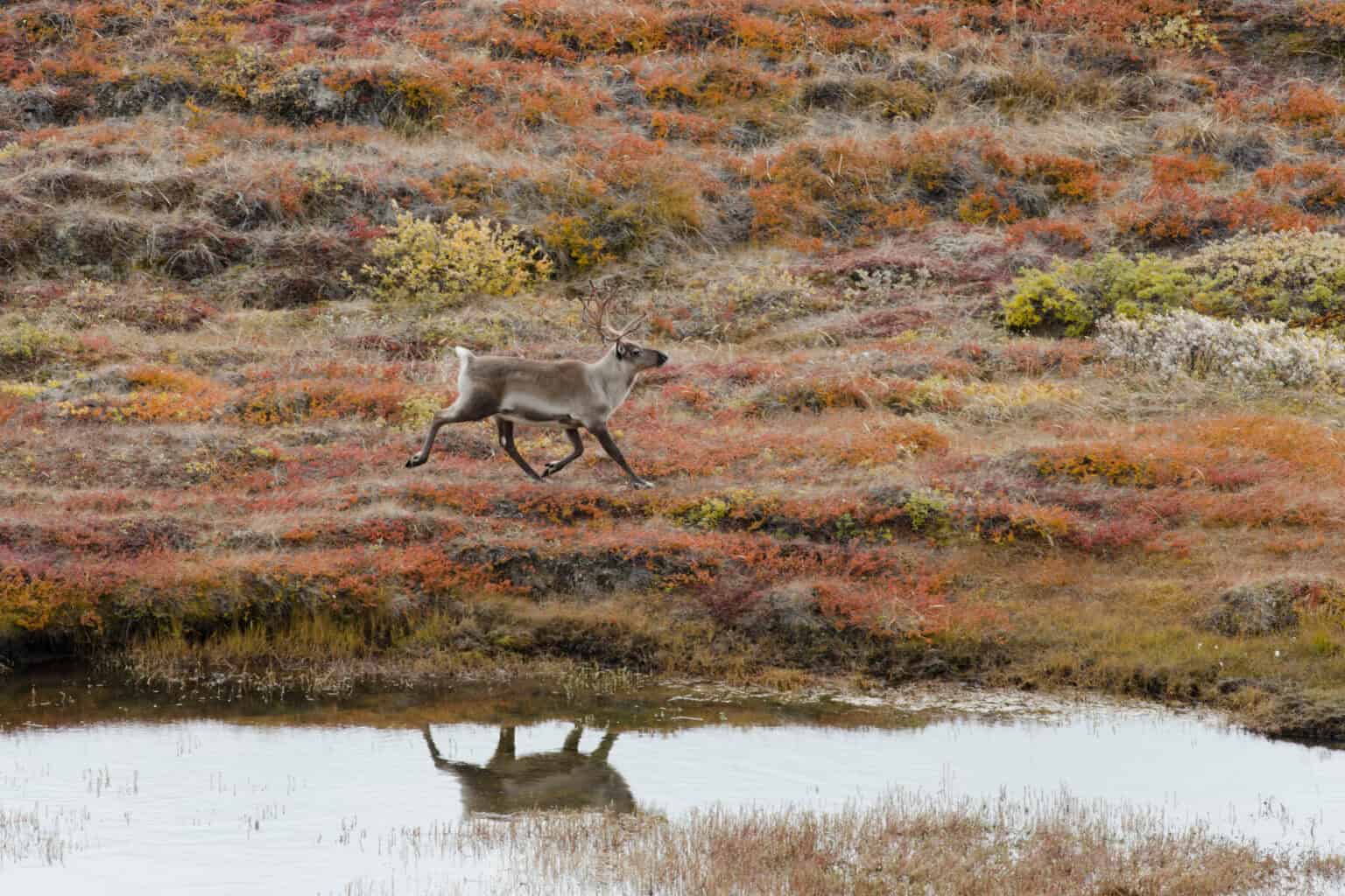 What you need to know about wildlife in Greenland
