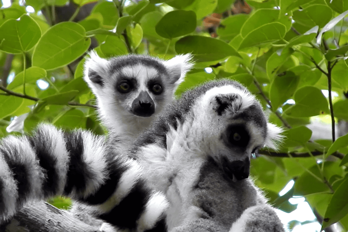 The best places to see lemurs in Madagascar