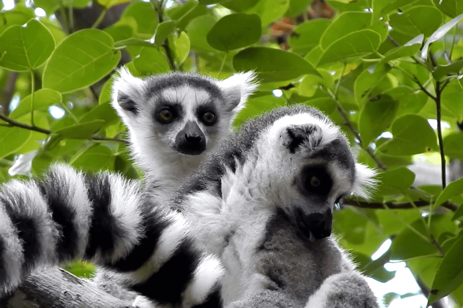 The best places to see lemurs in Madagascar
