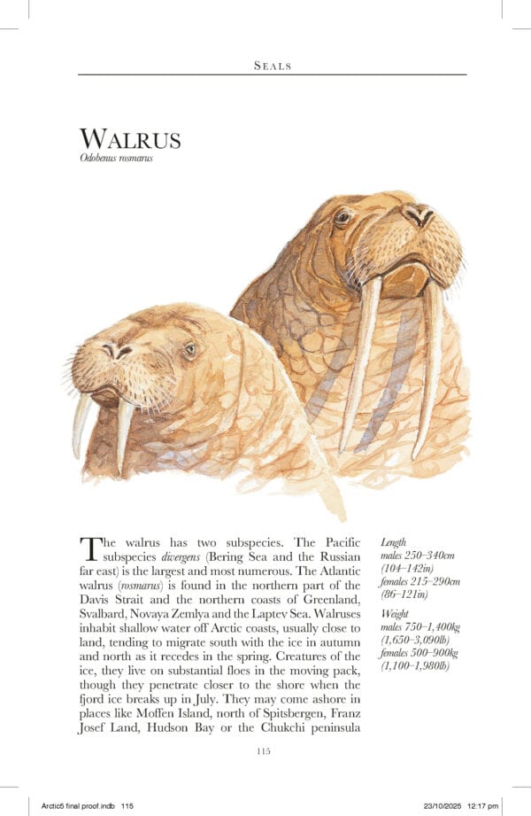 The Best Arctic Wildlife Guidebook from Leading Publisher Bradt