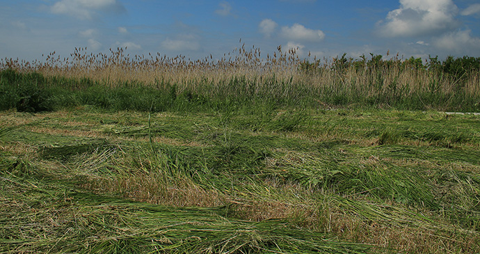 Birdwatching in Serbia